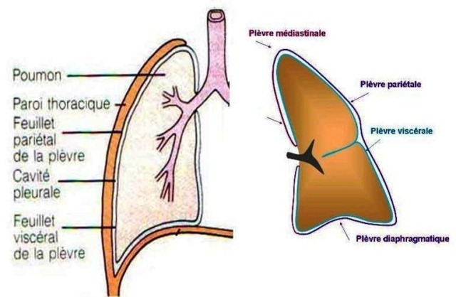 5 astuces pour gérer vos douleurs entre les omoplates | Clinique ...